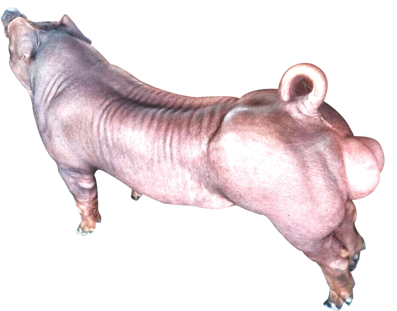 Amafarm - nơi cung cấp heo đực giống Duroc Đài Loan hàng đầu Việt Nam ...