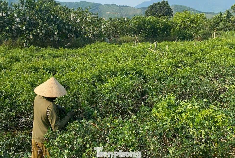 Từ ly nước 'lạ' đến vườn chè dây thoát nghèo | Báo điện tử Tiền Phong