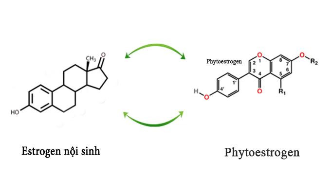 Phân biệt Phytoestrogen và Estrogen | Báo điện tử Tiền Phong