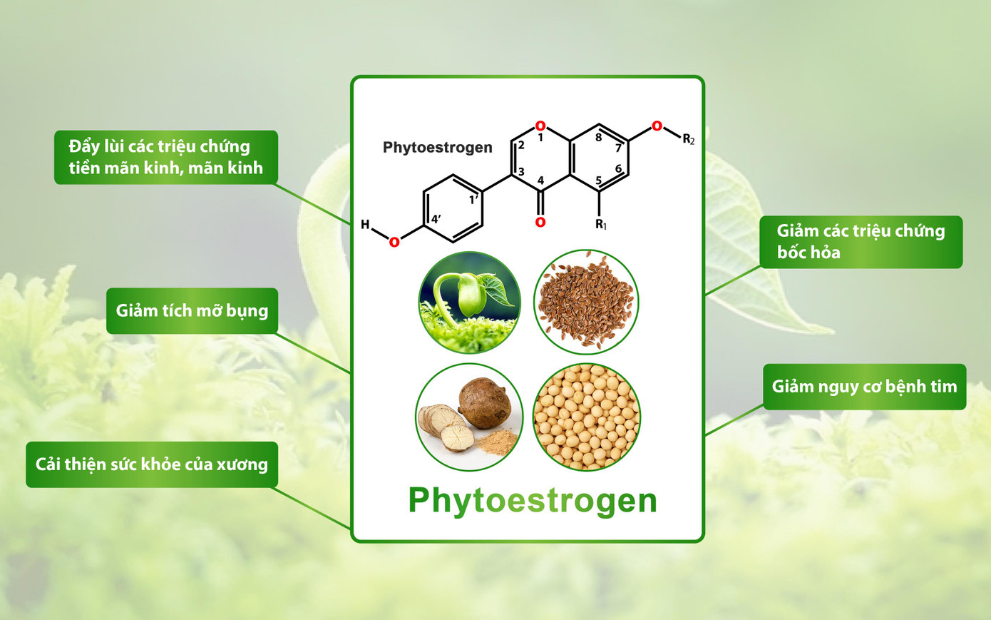 Phân biệt Phytoestrogen và Estrogen | Báo điện tử Tiền Phong