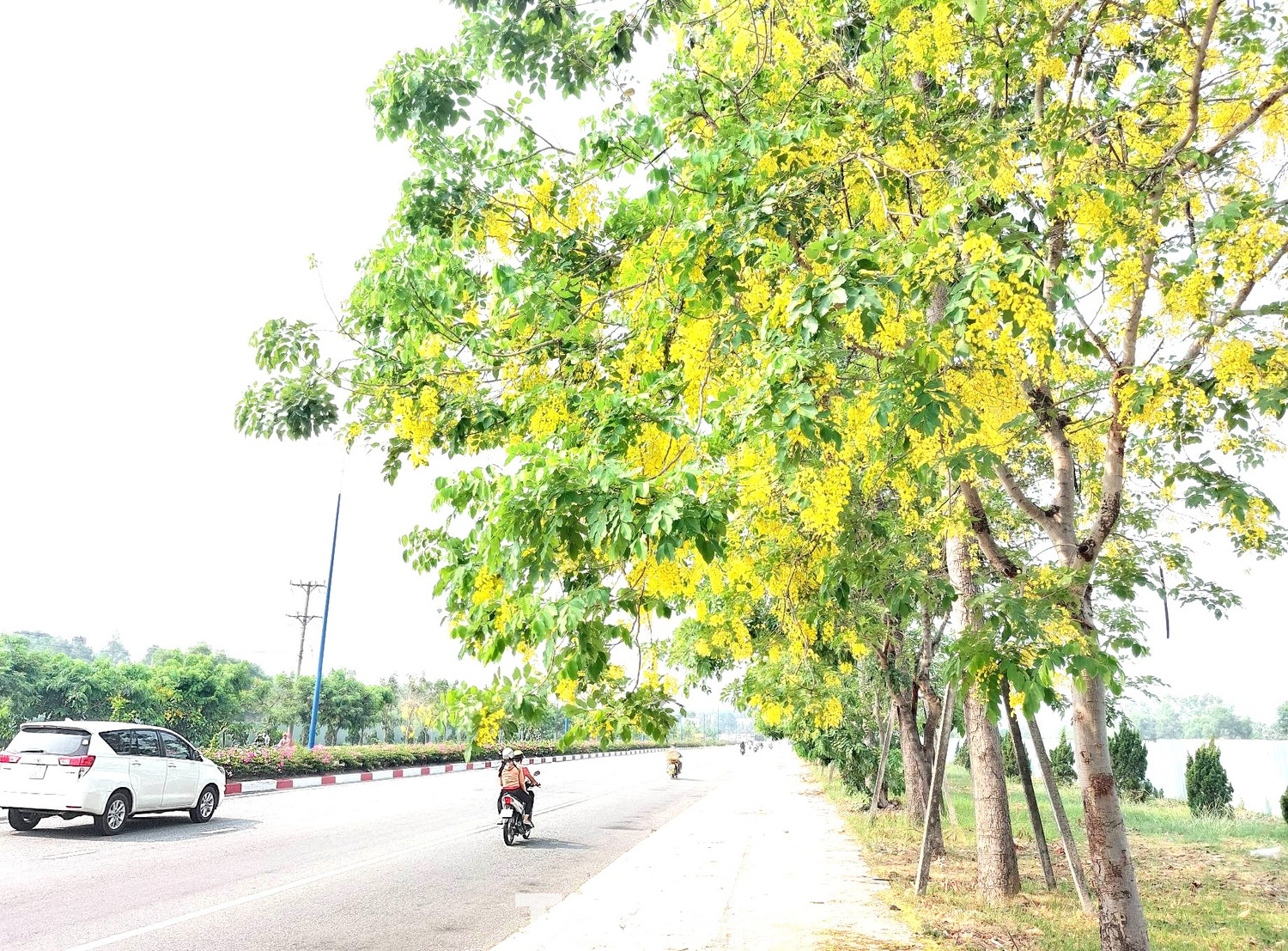 ‘Bò cạp vàng’ khoe sắc, đường phố Bình Dương đẹp như tranh | Báo điện ...