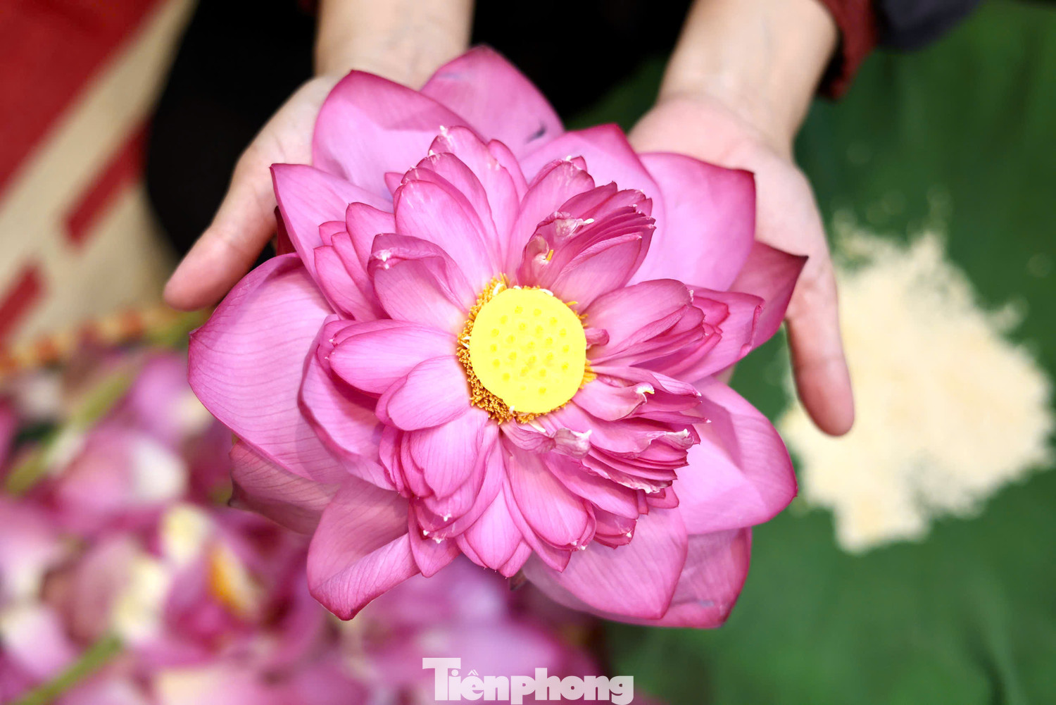 Khám phá quy trình ướp trà sen đắt đỏ nhất Hà thành | Báo điện tử Tiền ...