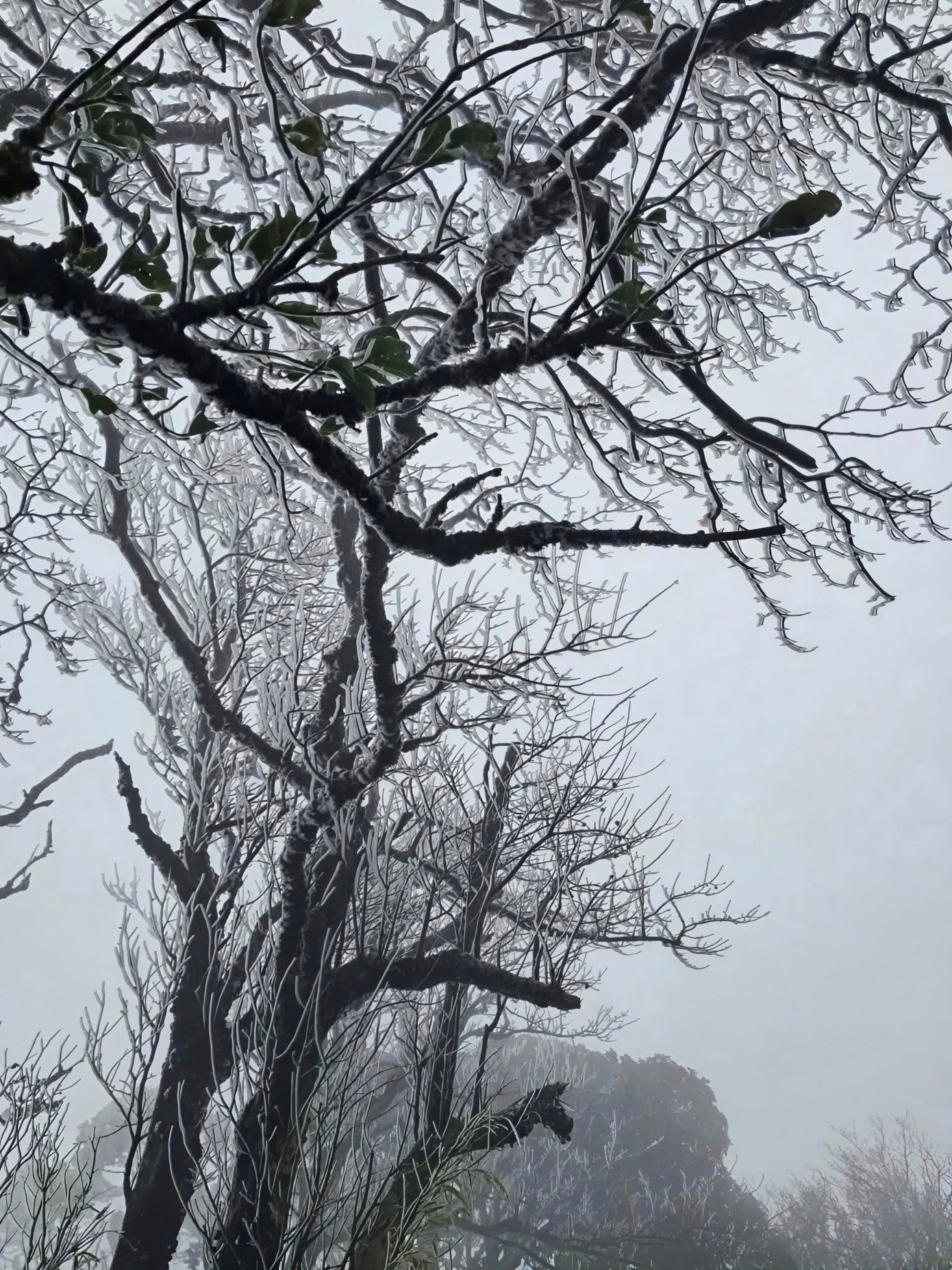 Xuất hiện băng giá trên đỉnh núi ở Cao Bằng | Báo điện tử Tiền Phong