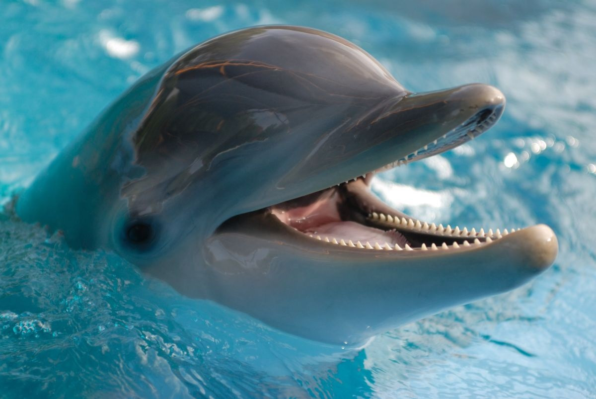 The Unbelievable Dolphin Defense: A Tale of Protection in the Ocean’s ...