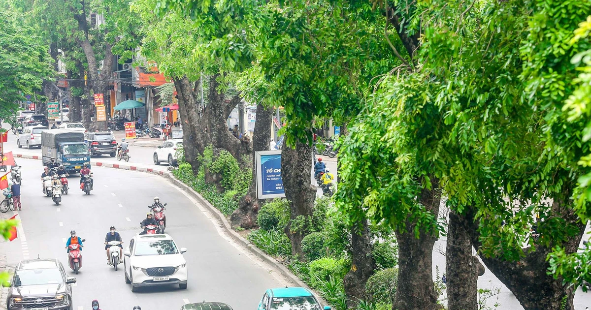 Cách nào để bảo vệ hơn 8.000 cây cổ thụ tại Hà Nội? | Báo điện tử Tiền ...