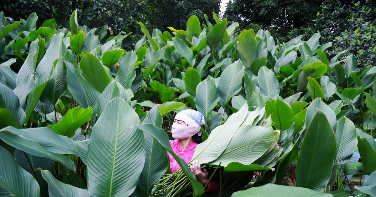 Làng nghề trồng lá dong hàng trăm năm tuổi ở Hà Nội vào vụ Tết Nguyên ...