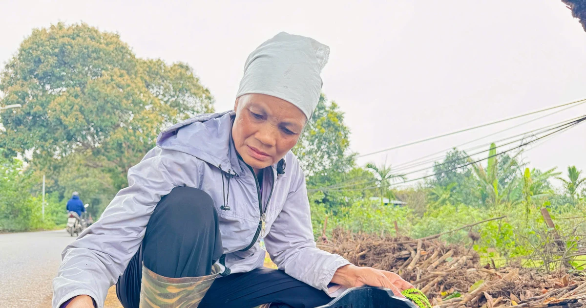 Từ cây làm hàng rào thành đặc sản, dân ven đô Hà Nội tất bật thu hoạch ...