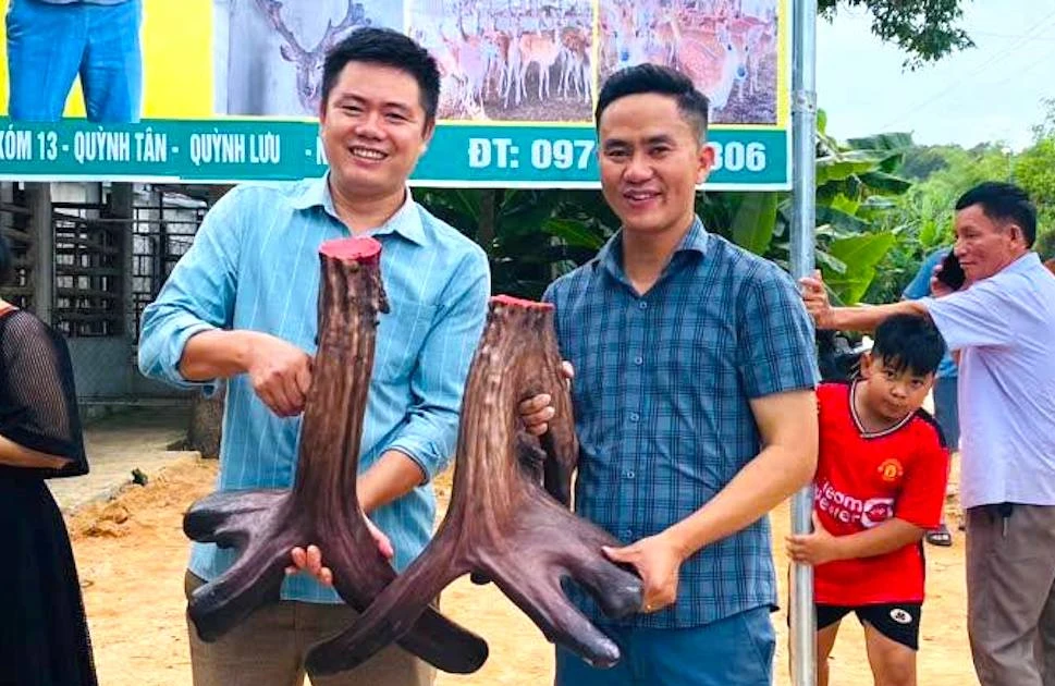 Cặp nhung nai hiếm có nặng gần 12kg hình mào gà vừa được 'chốt đơn ...