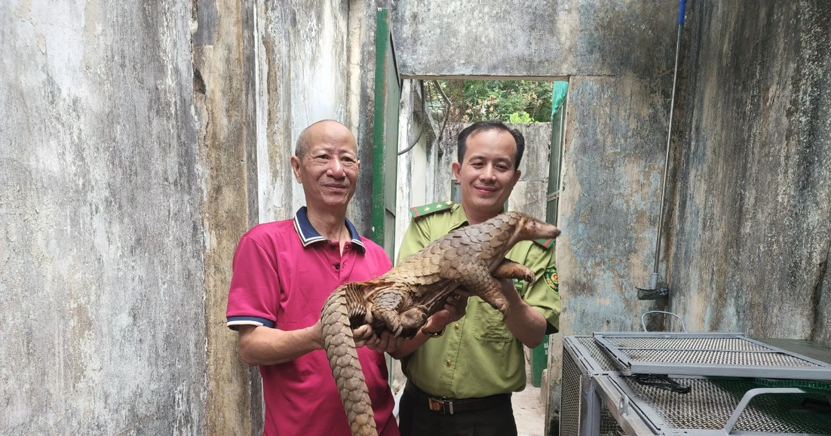 Nghe tiếng động lạ trên mái tôn, phát hiện tê tê Java quý hiếm | Báo ...