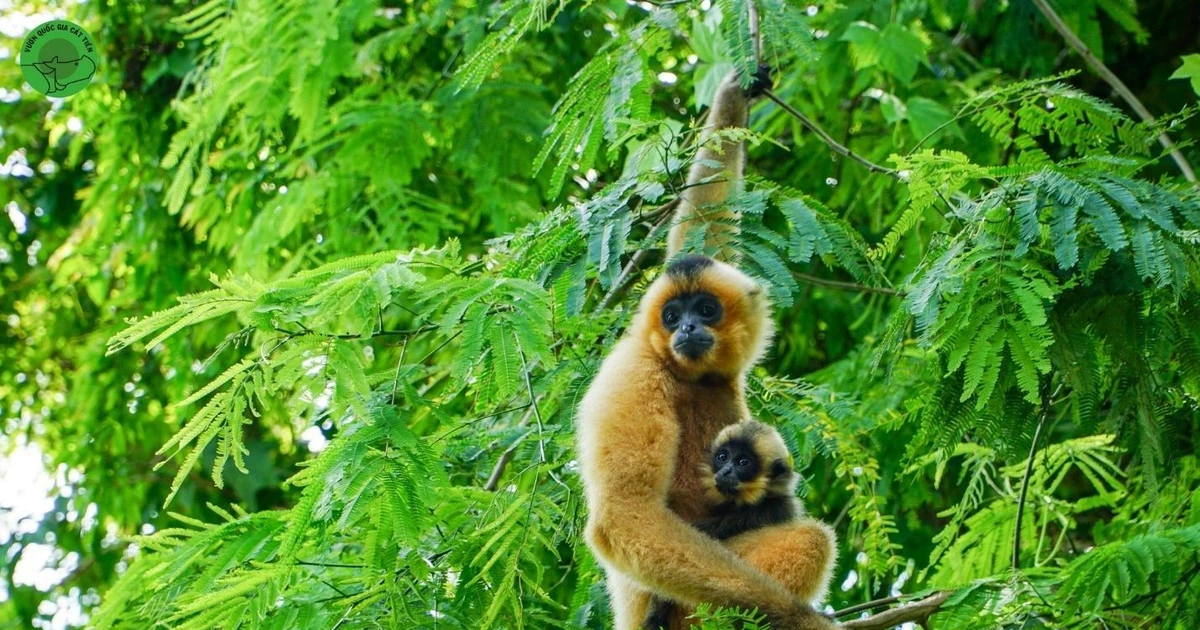 Vườn Quốc gia Cát Tiên được vinh danh tại Giải thưởng danh giá | Báo ...