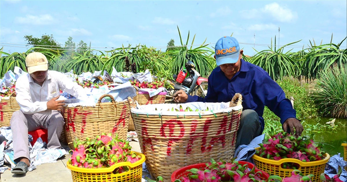 Lo đầu ra cho hàng triệu tấn nông sản ra sao? | Báo điện tử Tiền Phong